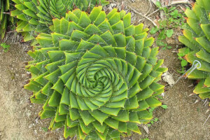 Angiosperms Monocots