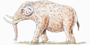 Mammoth Vs Elephant Vs Mastodon