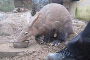 Aardvark Vs Anteater