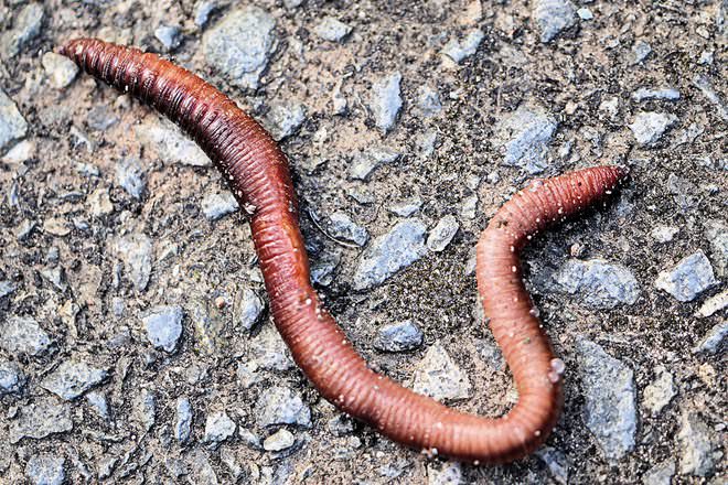 Earthworm Vs Leech Difference And Comparison Diffen