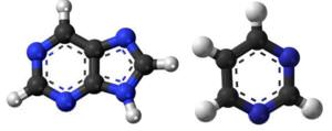 Purine và Pyrimidines – Re-Study ! Hix ! Hix